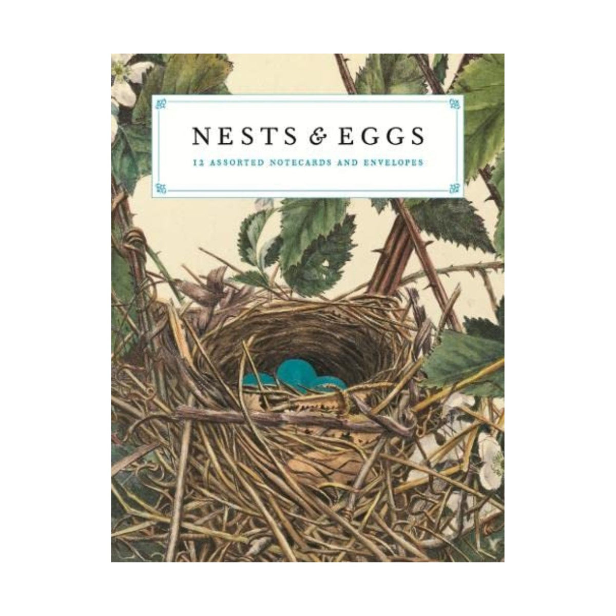 Nests & Eggs 12 Notecards Box – Petronella's Gallery and Bookstore