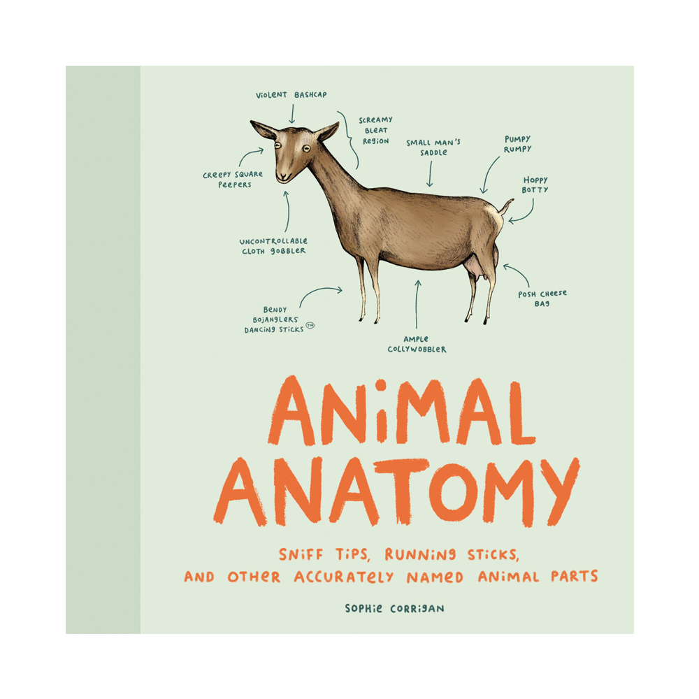 Animal Anatomy – Petronella's Gallery and Bookstore